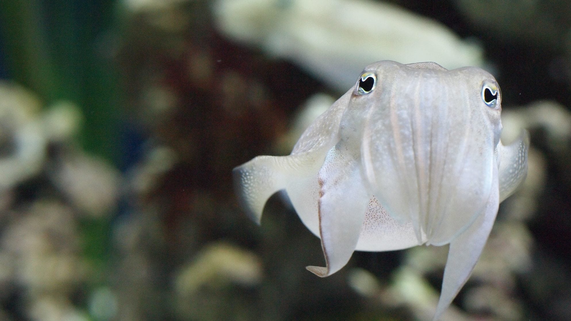 The Magic and Mystery of Squid Skin • EWCed • Educational Video
