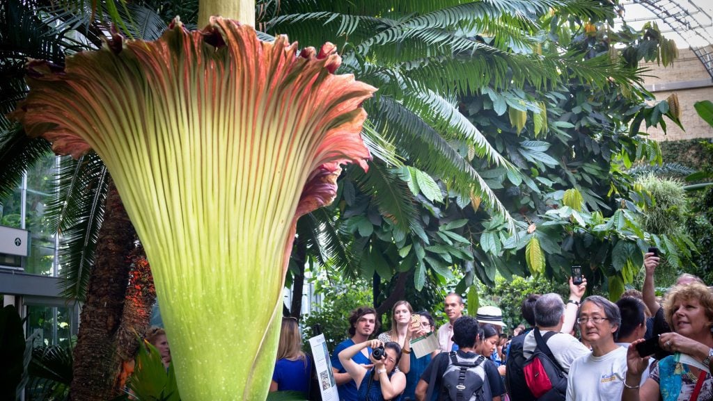 Introducing, the World’s Stinkiest Flower • EWCed • Educational Video