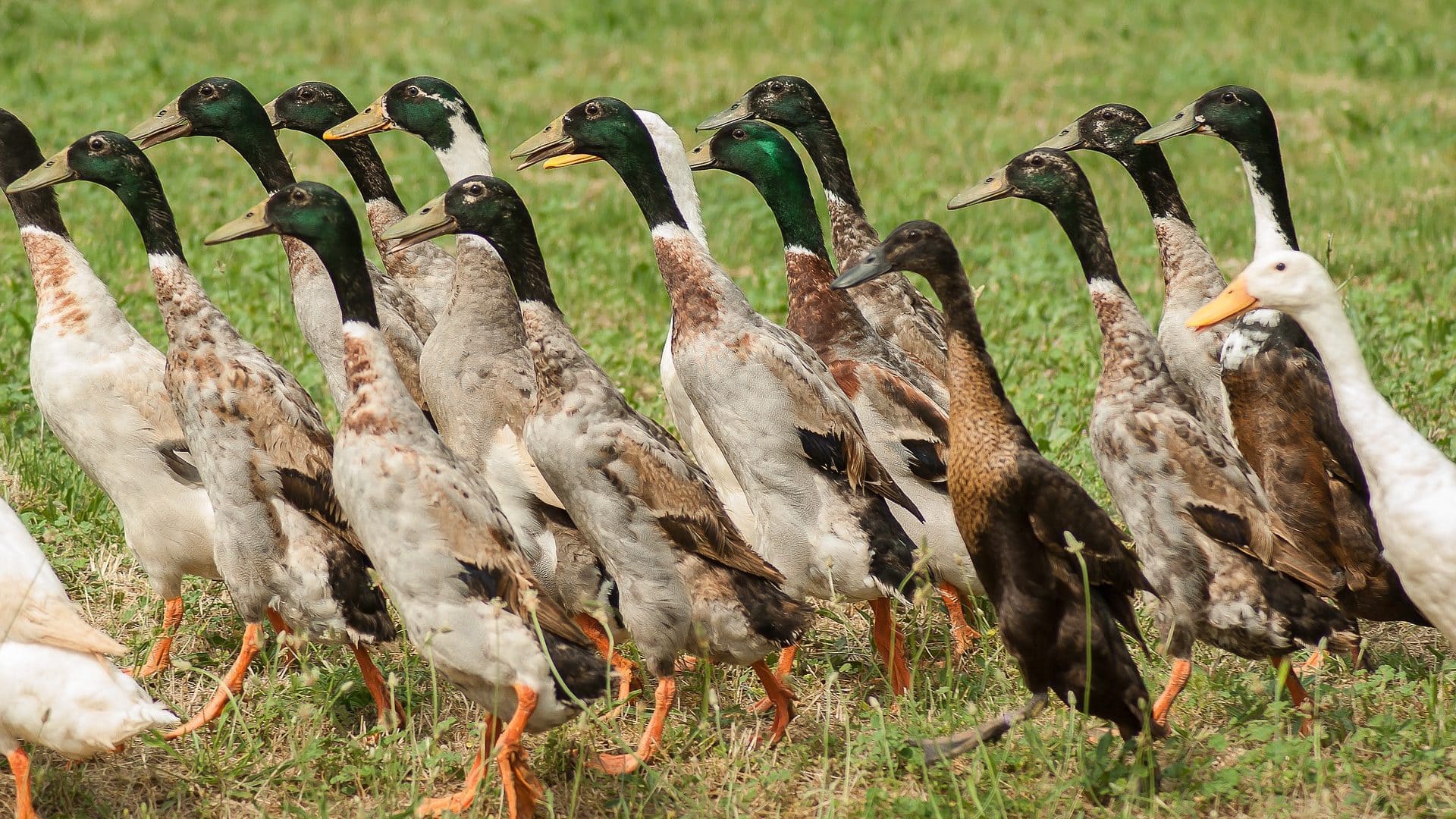 Are Ducks an Alternative to Pesticides? • EWCed • Educational Video