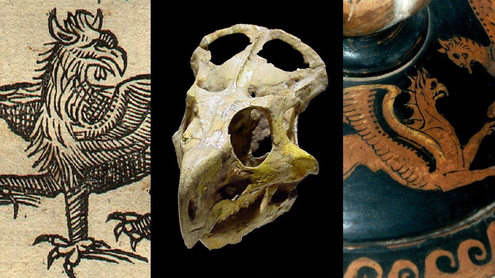 Are Fossils the Origins of Some of Our Favorite Mythical Beasts? • EWCed