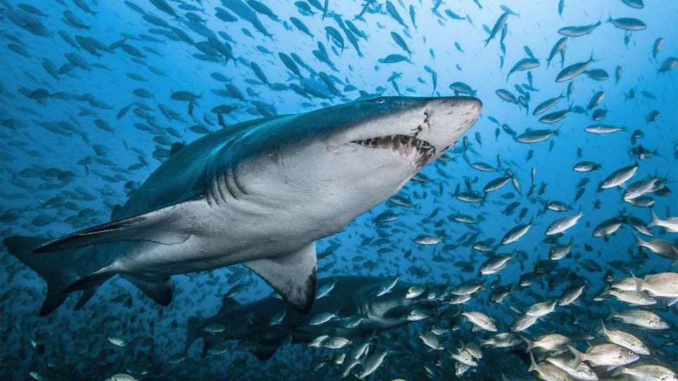 Fintastic Shark Facts! • EWCed • Educational Video