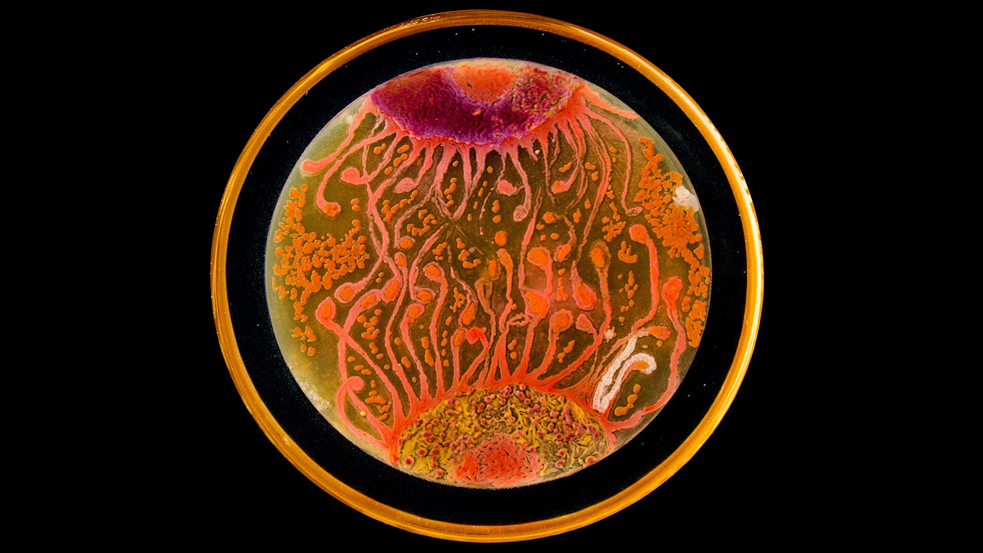 The Beautiful World of Bacteria • EWCed • Educational Video