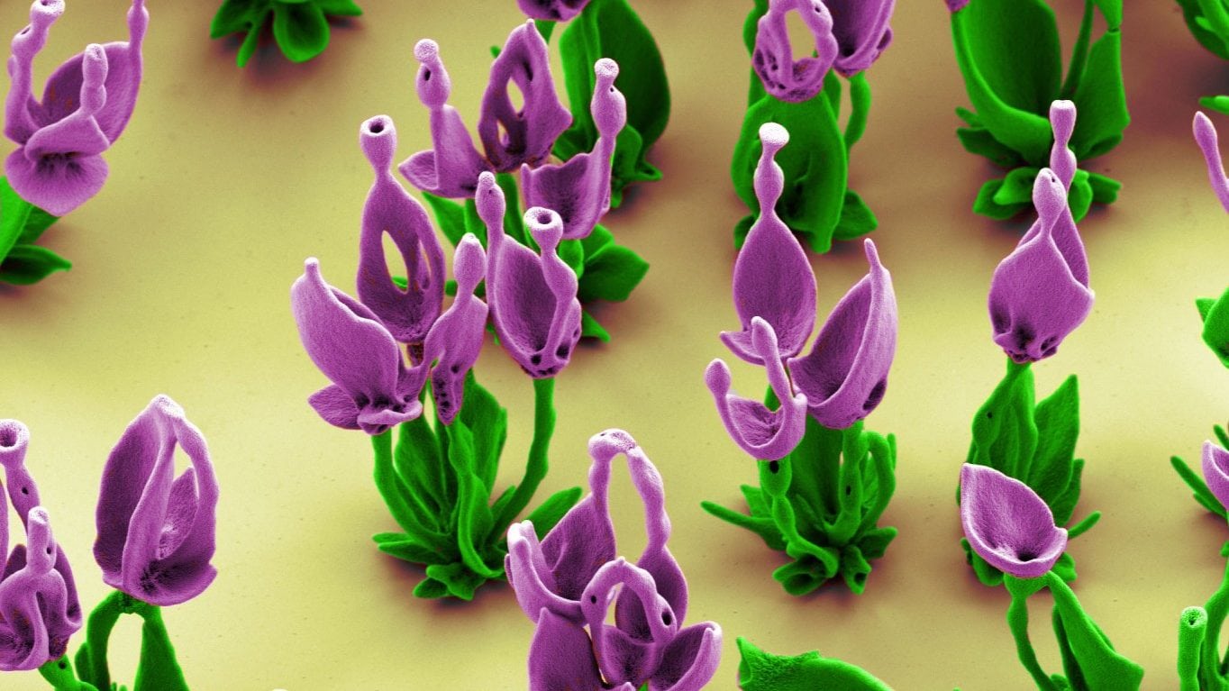 Crystal Nanoflowers: Science and Art Collide • EWCed • Educational Video