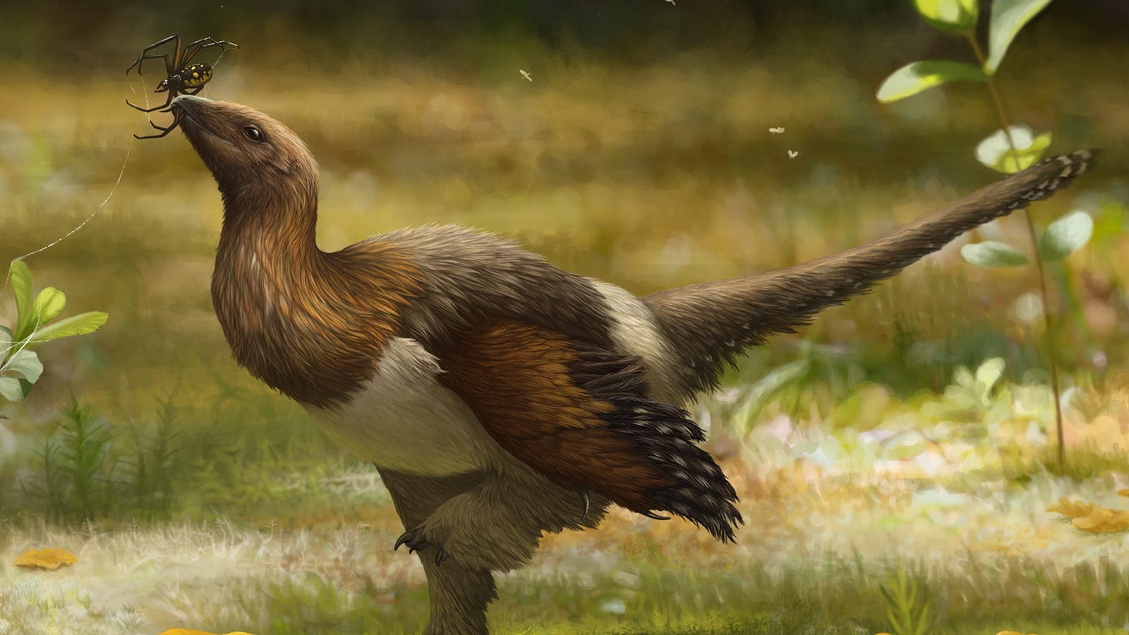 Decoding Dinosaur Feathers • EWCed • Educational Video