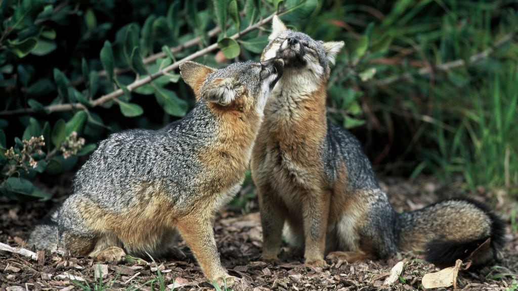 The Conservation Success of the Island Fox! • EWCed • Educational Video